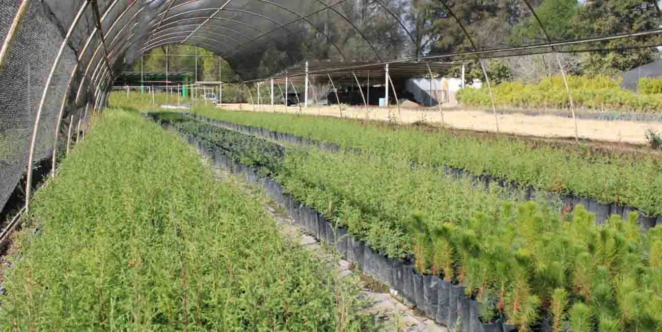 Producen más de 585 mil árboles para reforestar en este 2023 ...
